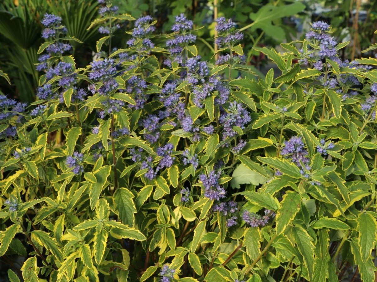 Barbula kladońska Niebieskie Kwiaty doniczka 2L